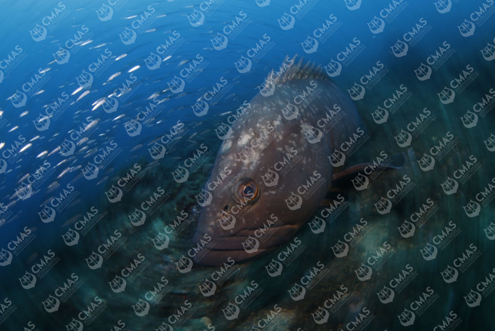 2025 CMAS World Championship Underwater Photo and Video - THEME